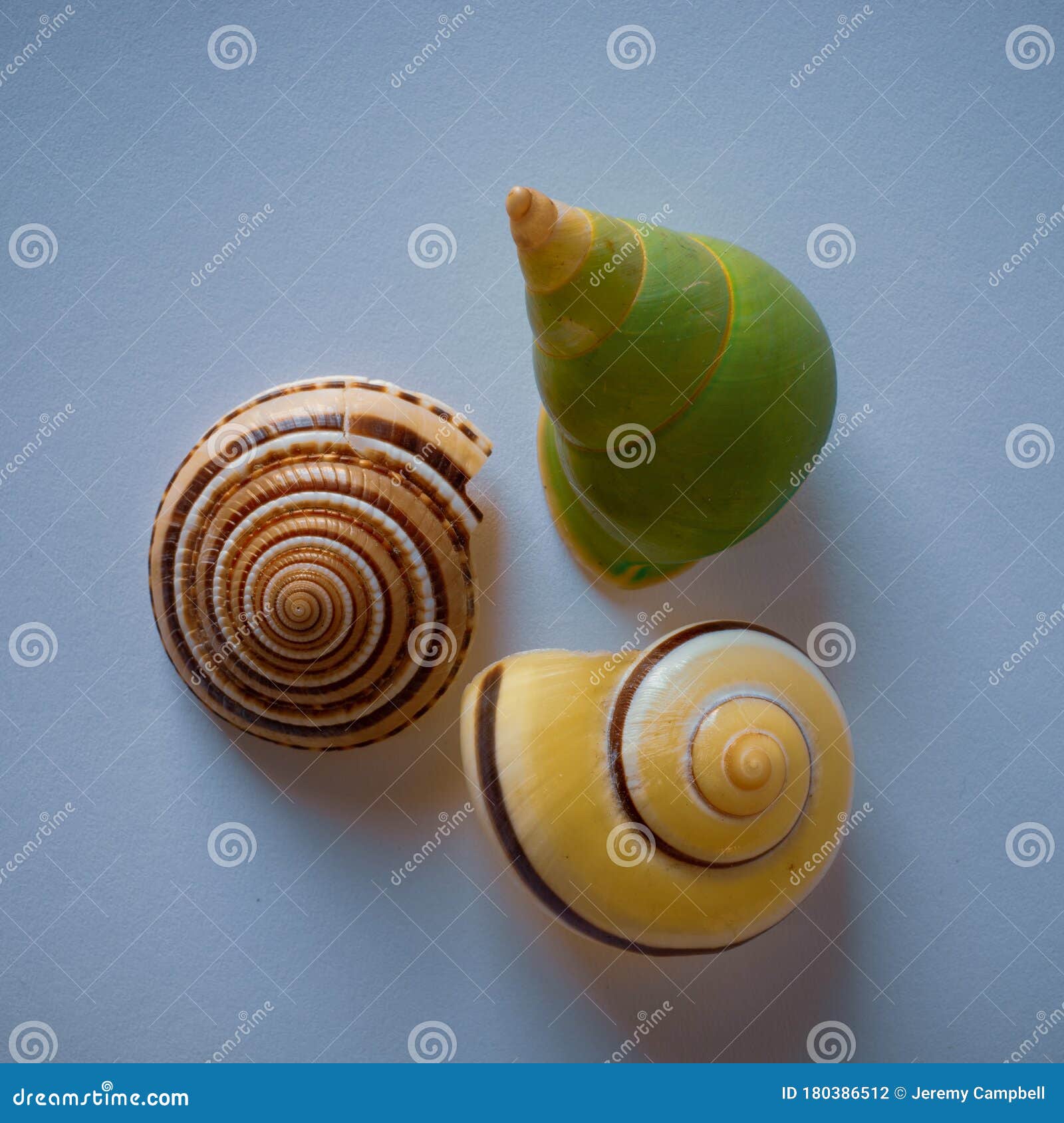 Collection of Marine Snails Stock Photo - Image of slit, shell: 180386512