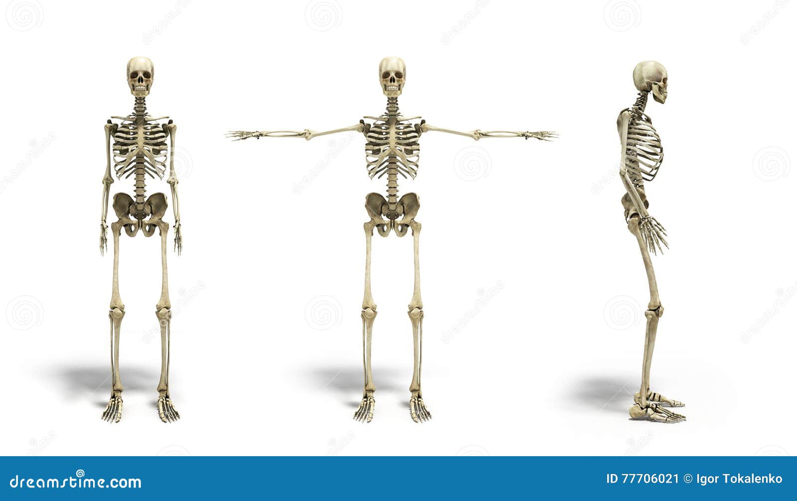 Collection of Medical Accurate 3d Illustration of the Human Skeleton ...
