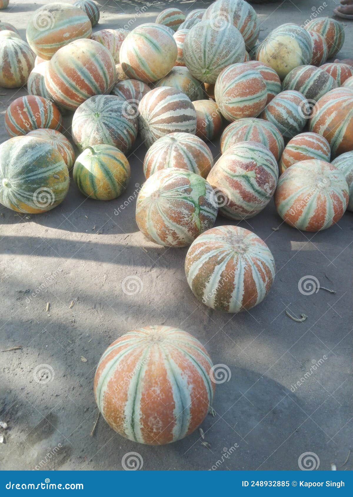 Collection of Melon on the Ground Stock Image - Image of orange, soft ...