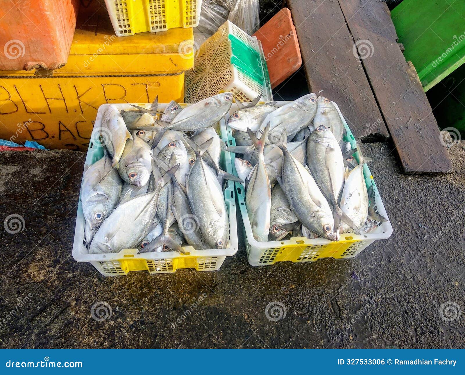A Collection of Milk Fish in a Box Stock Photo - Image of milkfish ...
