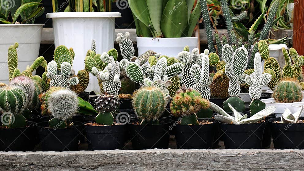 Collection of Mini Cactus or Cacti with Diverse Patterns and Colors ...