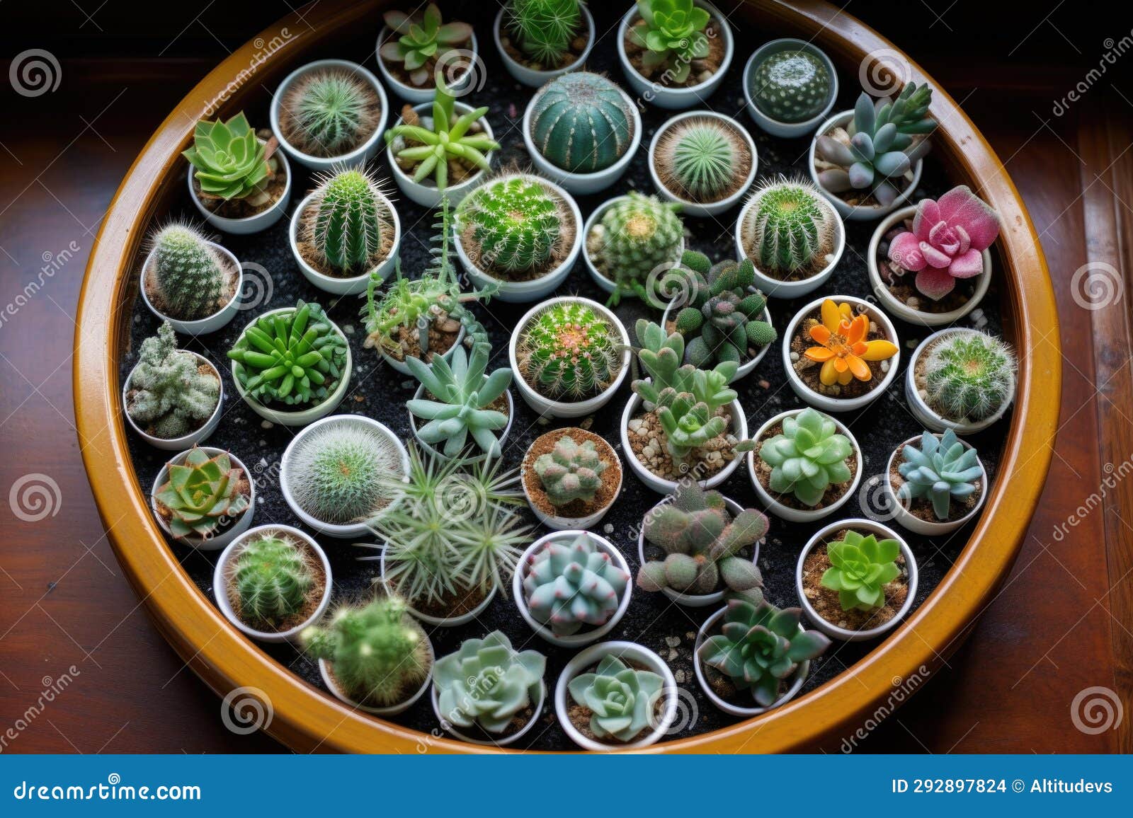 A Collection of Miniature Cacti Arranged in a Circular Tray Stock ...