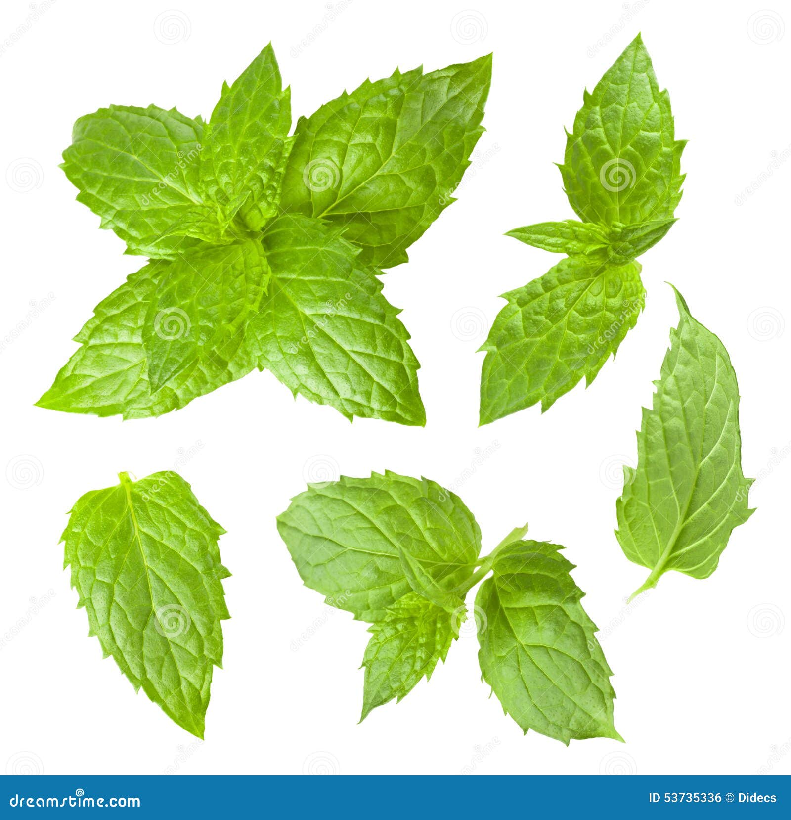Peppermint Leaf Identification