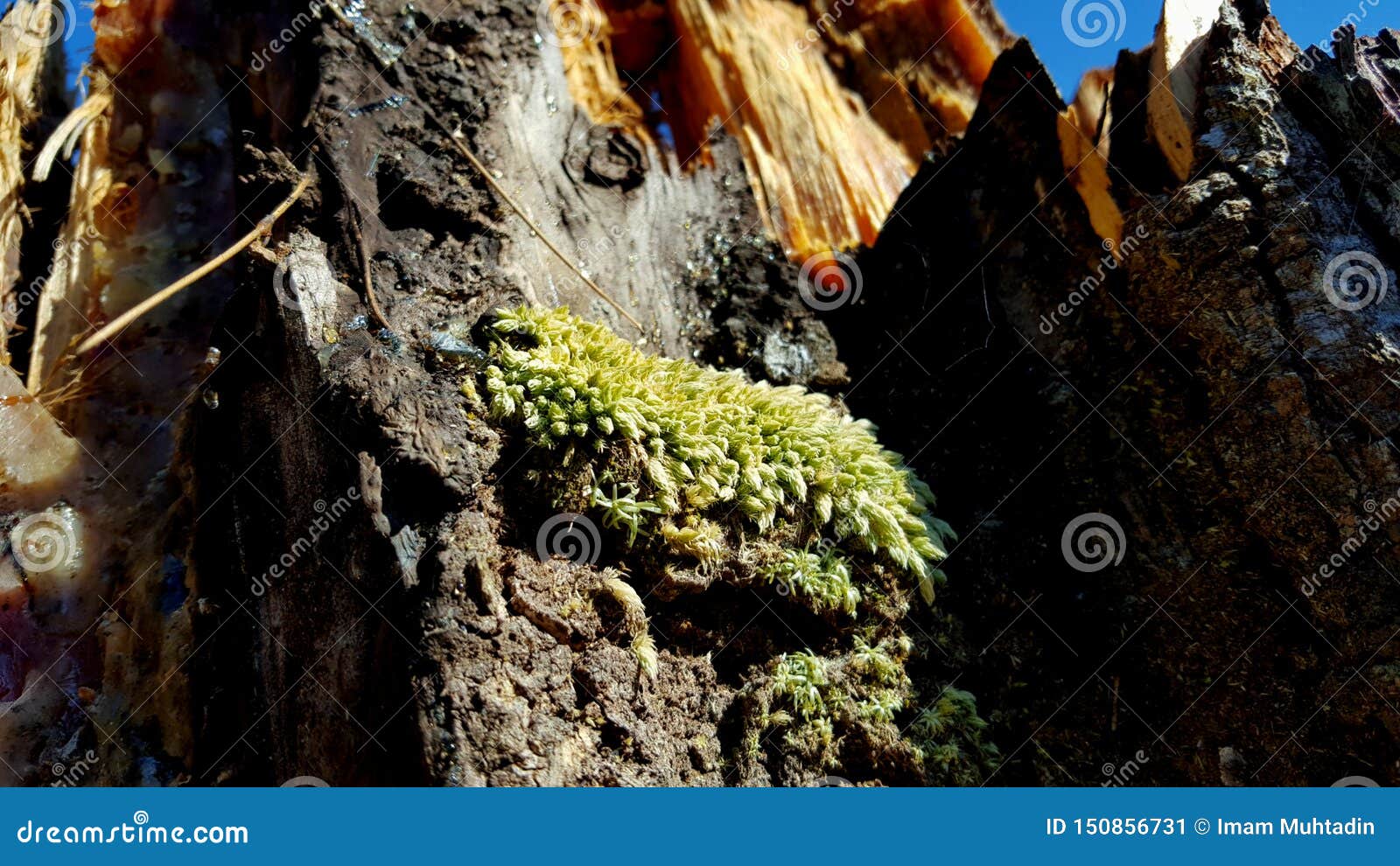 A Collection of Moss that Grows on the Skin of Pine Trees in the Summer ...
