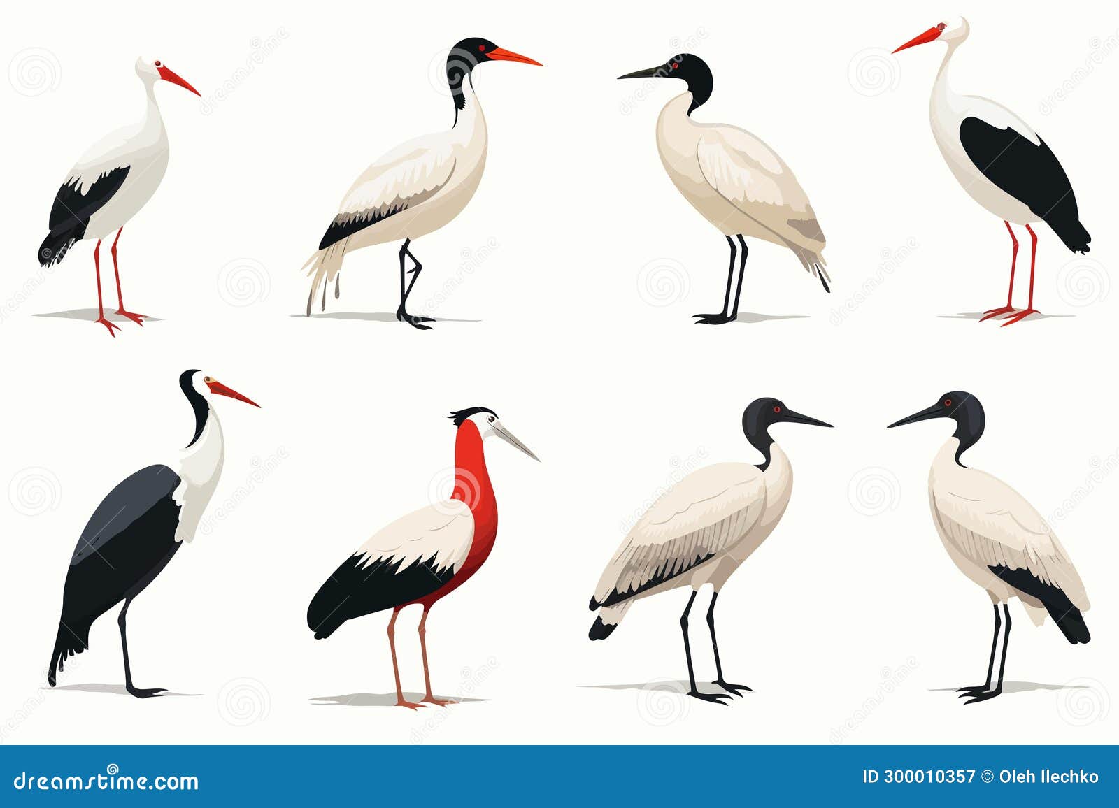 Collection of the Most Common Asian Birds Isolated Vector Style ...
