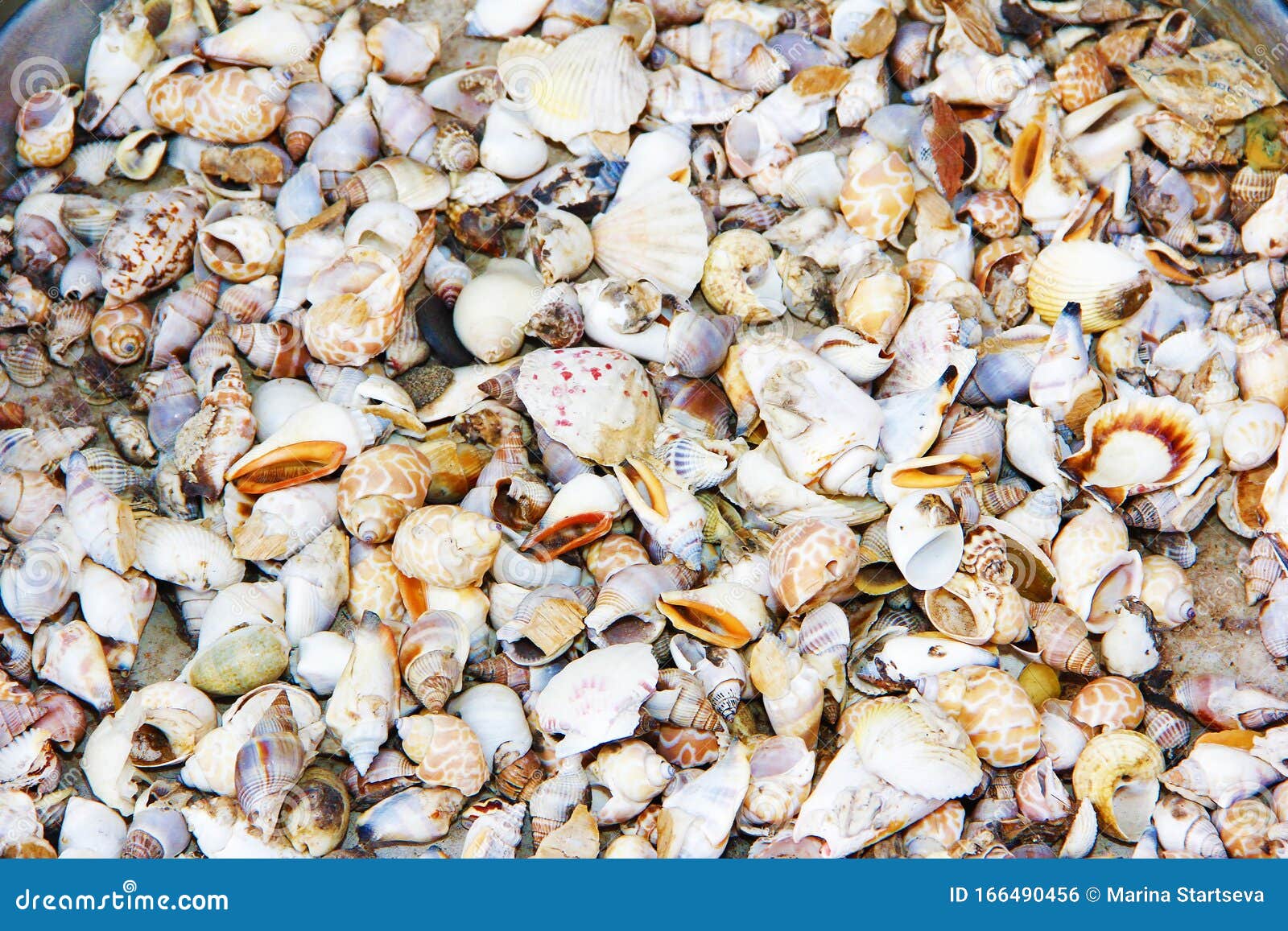 Collection of Multi-colored Small and Large Sea Shells Stock Photo ...