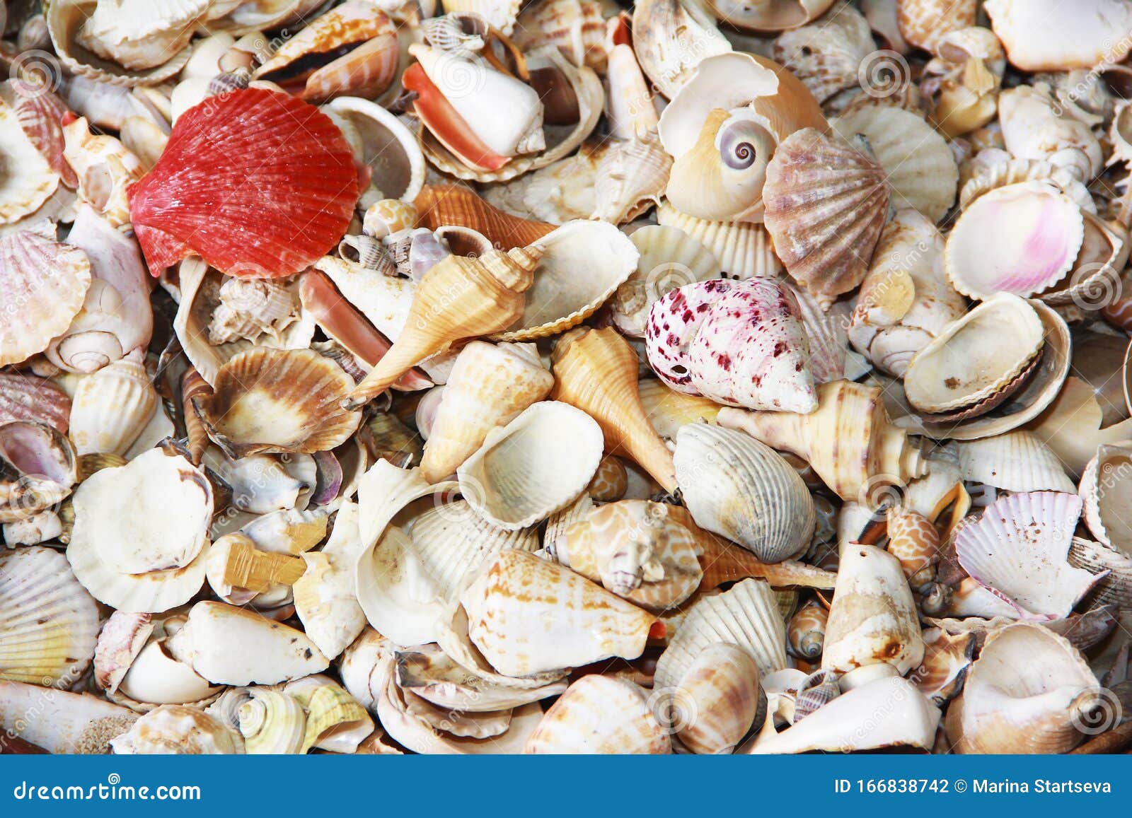Collection of Multi-colored Small and Large Sea Shells Stock Photo ...