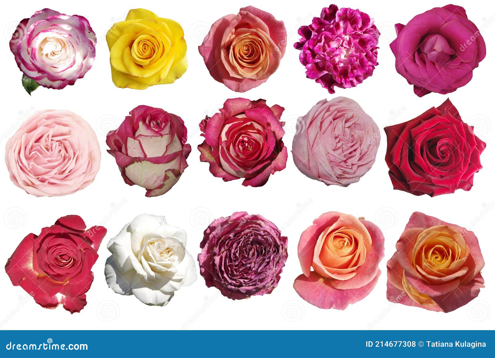 11,431 Different Roses Stock Photos - Free & Royalty-Free Stock Photos ...