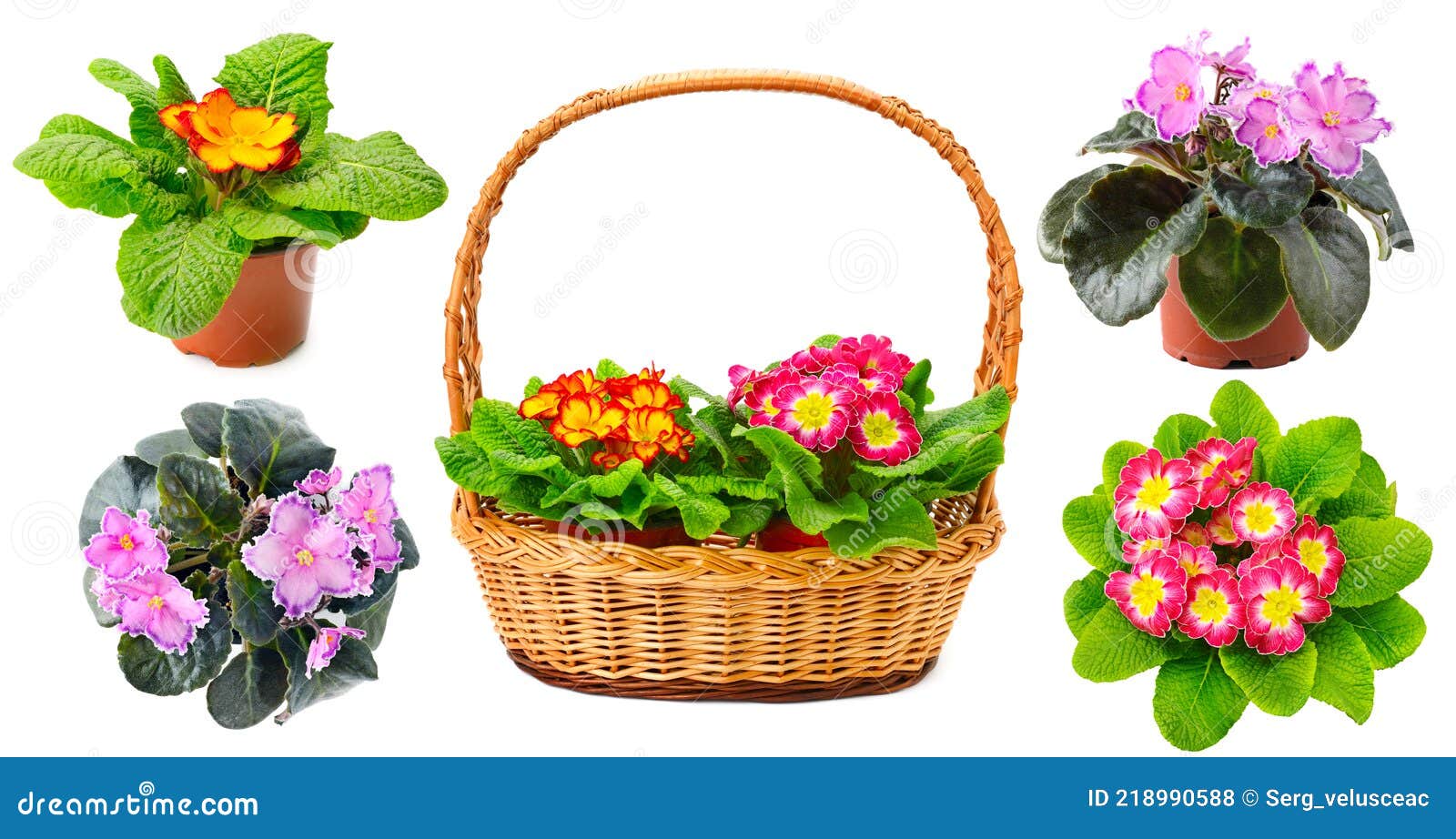 Collection of Multicolored Fresh Violets in Basket Isolated on White ...