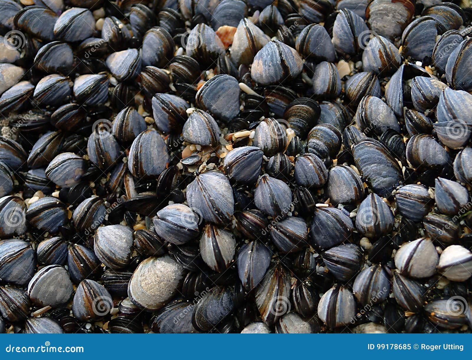 Mussels stock image. Image of mussels, creature, wildlife - 99178685