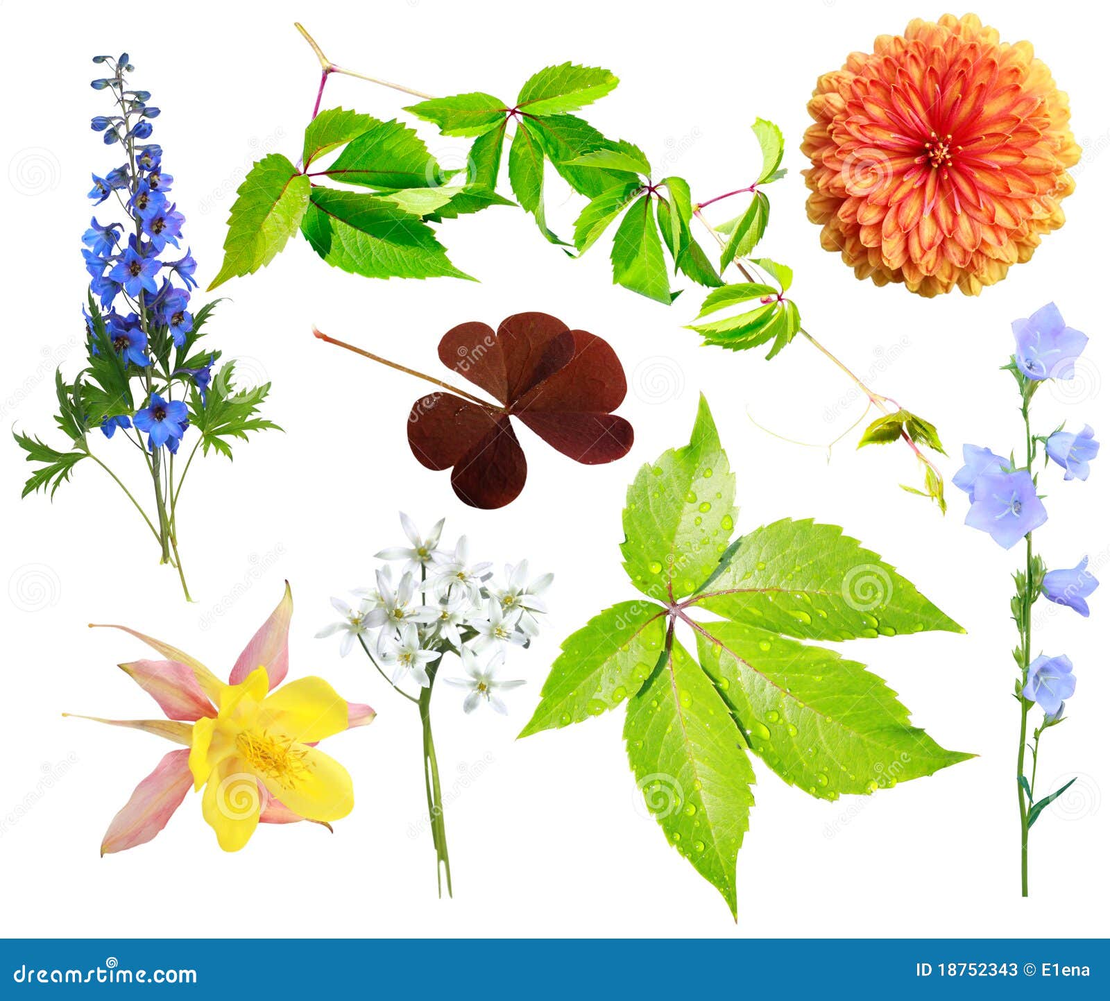 Collection of Natural Elements Stock Image - Image of isolated, flower ...