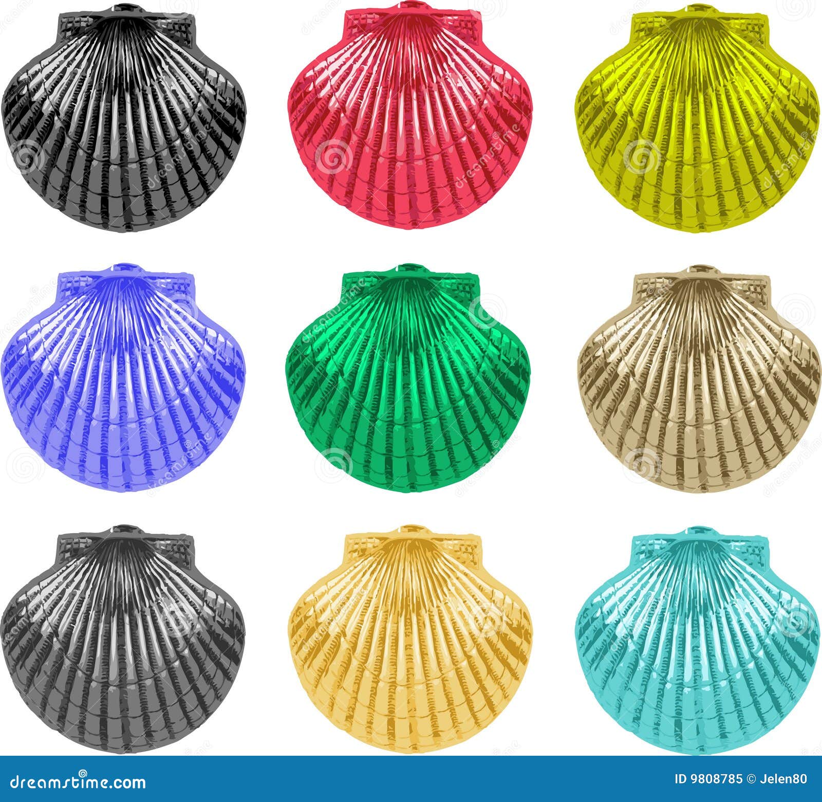 Collection of Nine Colorful Sea Shell Stock Vector - Illustration of ...