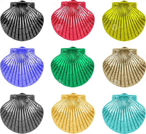 Collection of Nine Colorful Sea Shell Stock Vector - Illustration of ...