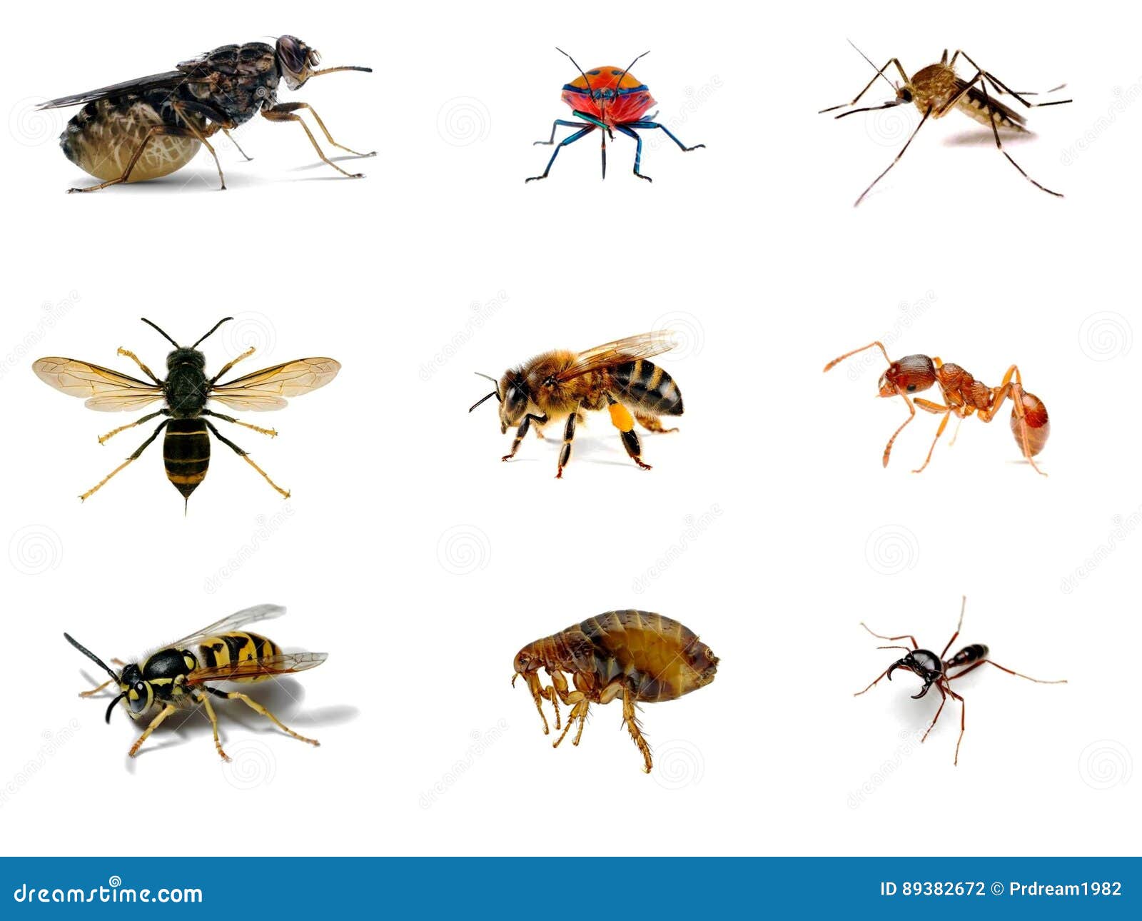 Collection of Nine Insects stock illustration. Illustration of ...