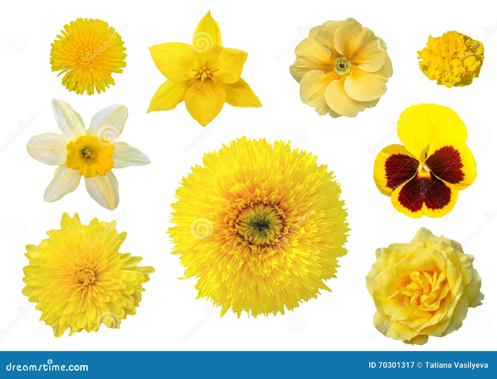 Collection of Nine Yellow Flowers Stock Image - Image of flower ...