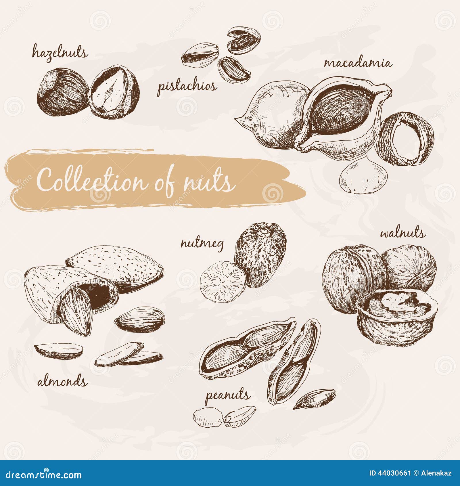 Collection of nuts stock vector. Illustration of doodle - 44030661
