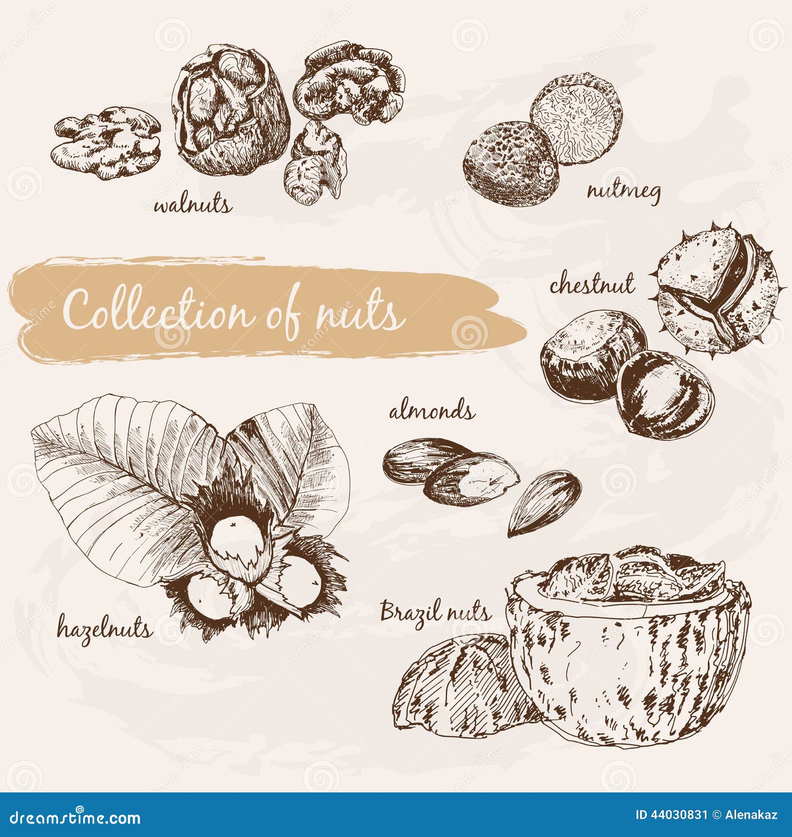 Collection of nuts stock vector. Illustration of sketch - 44030831