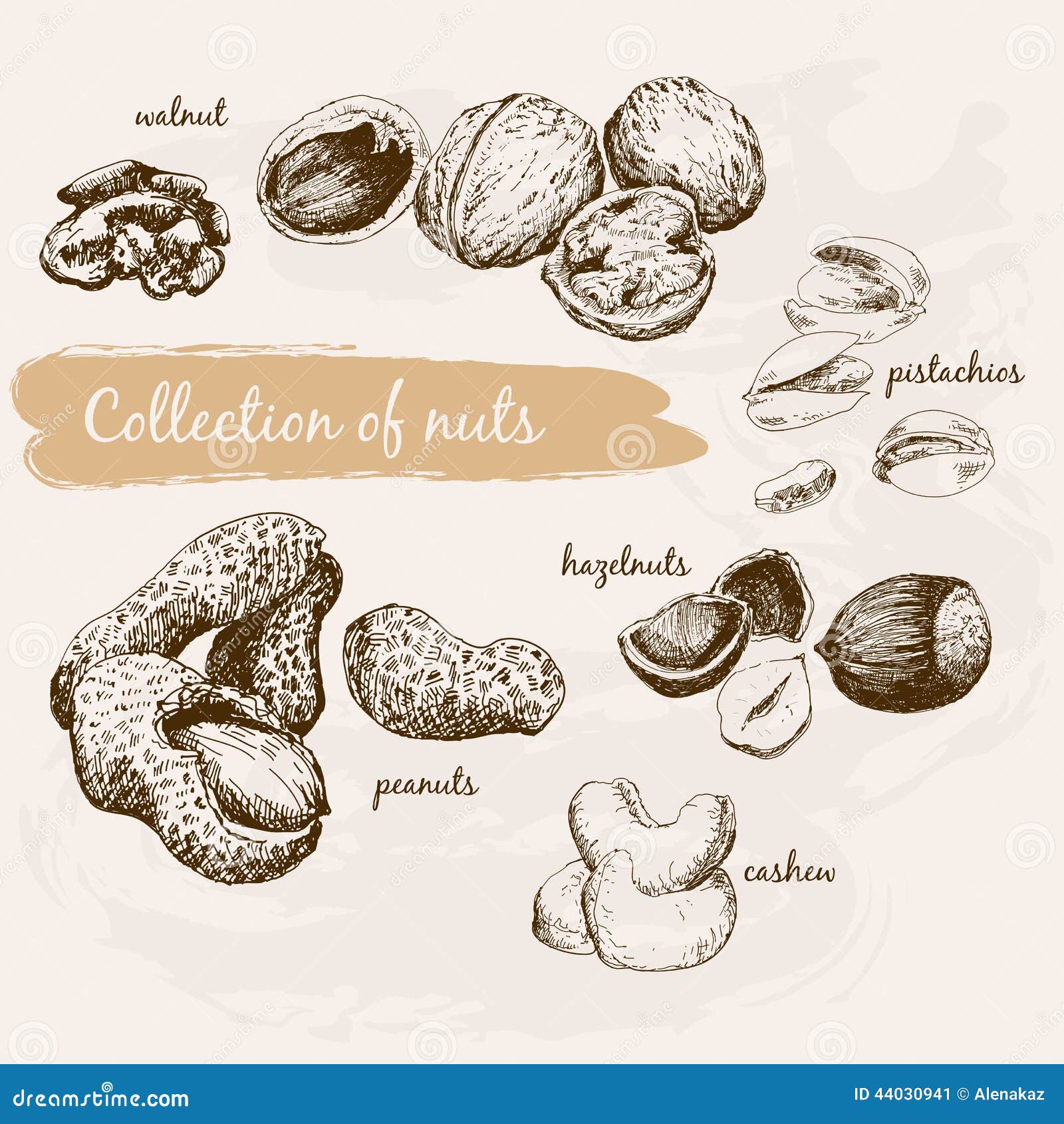 Collection of nuts stock vector. Illustration of production - 44030941