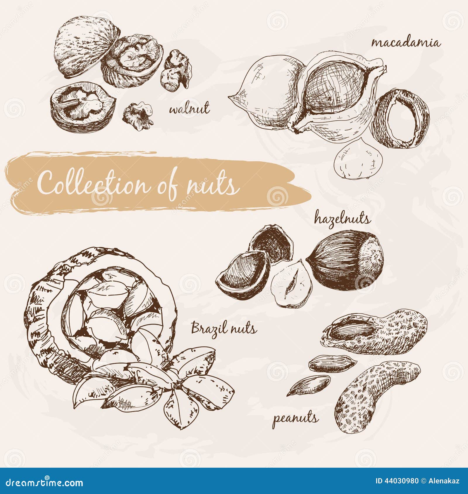 Collection of nuts stock vector. Illustration of hazelnuts - 44030980