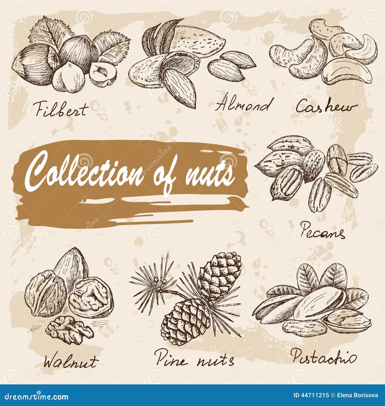 Collection of nuts stock vector. Illustration of nutshell - 44711215