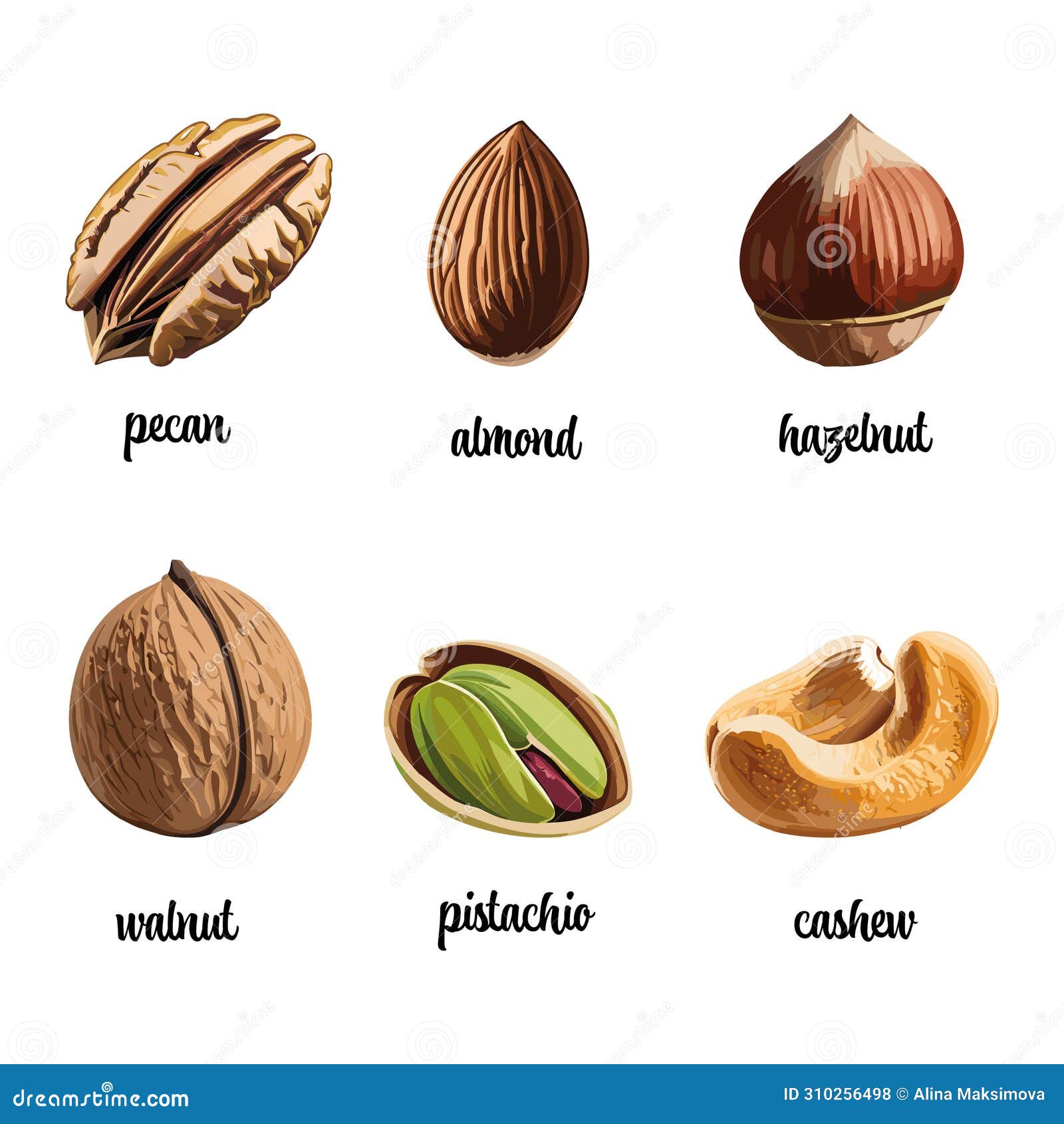 Collection of Nuts Vector Illustration Stock Vector - Illustration of ...