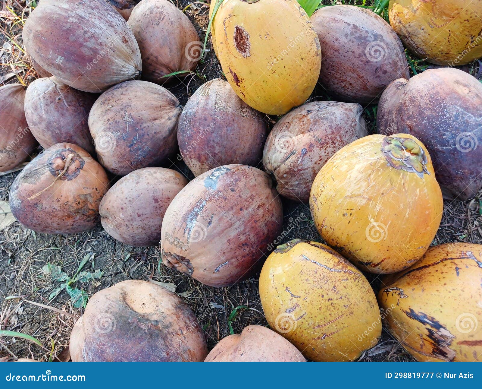 Collection of Old Coconuts on a Rice Field Background. Old Coconut ...