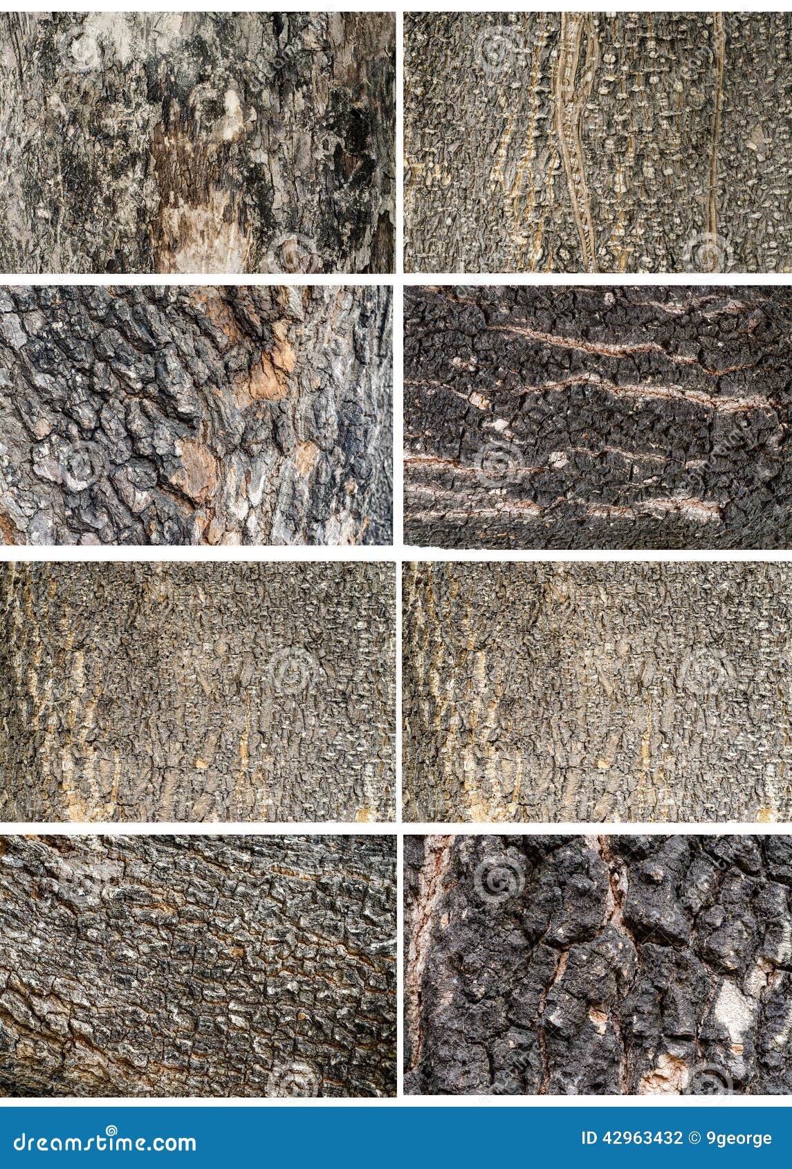 Collection of Old Wood Tree Texture Background Pattern. Stock Photo ...