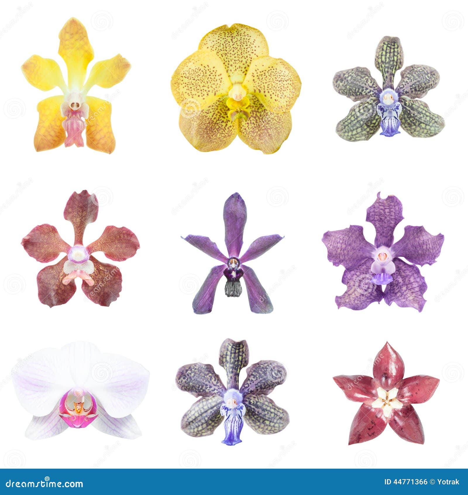 Collection of Orchid Flower Stock Photo - Image of macro, white: 44771366