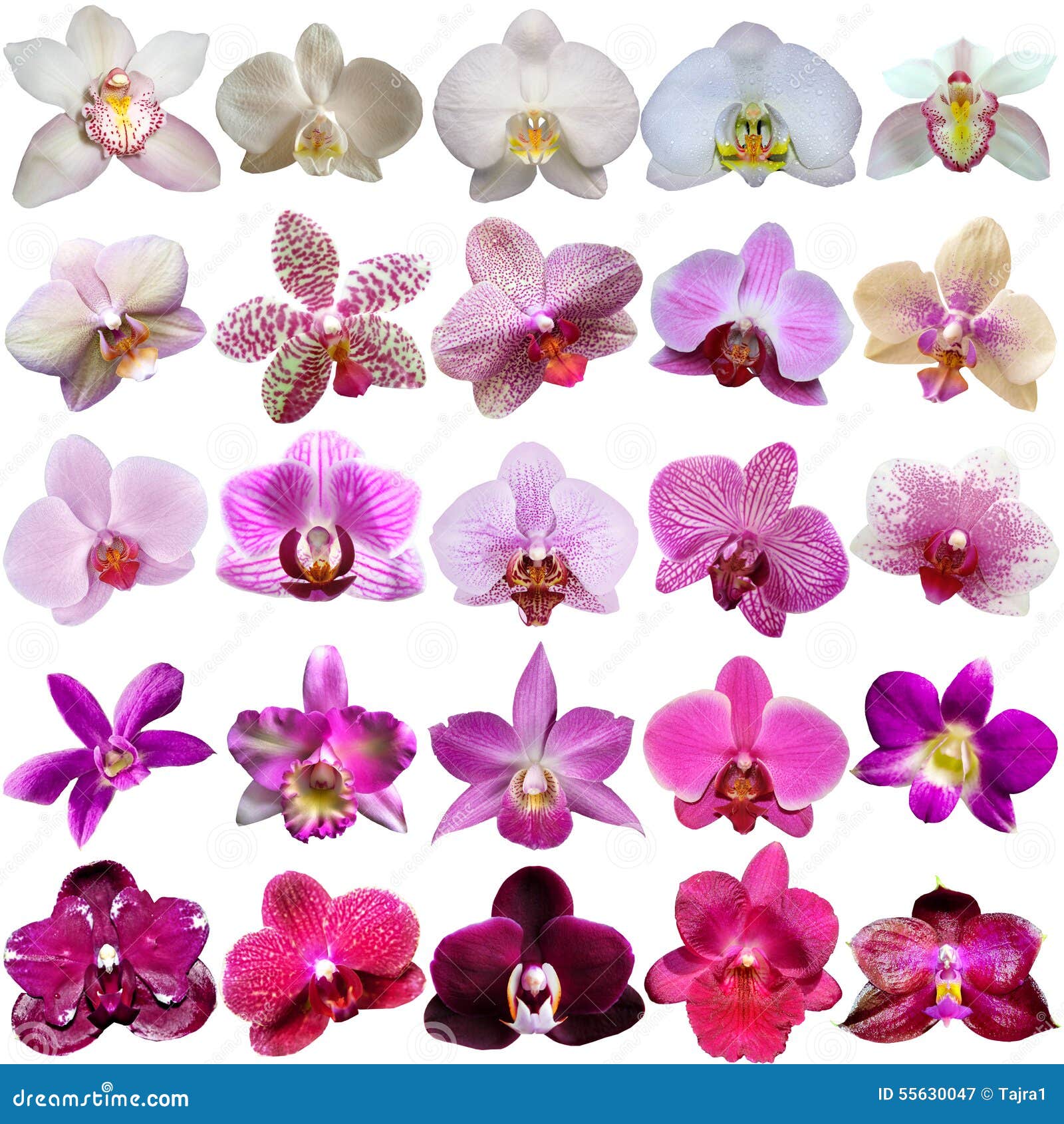 Collection of orchids stock image. Image of orchids, growth - 55630047