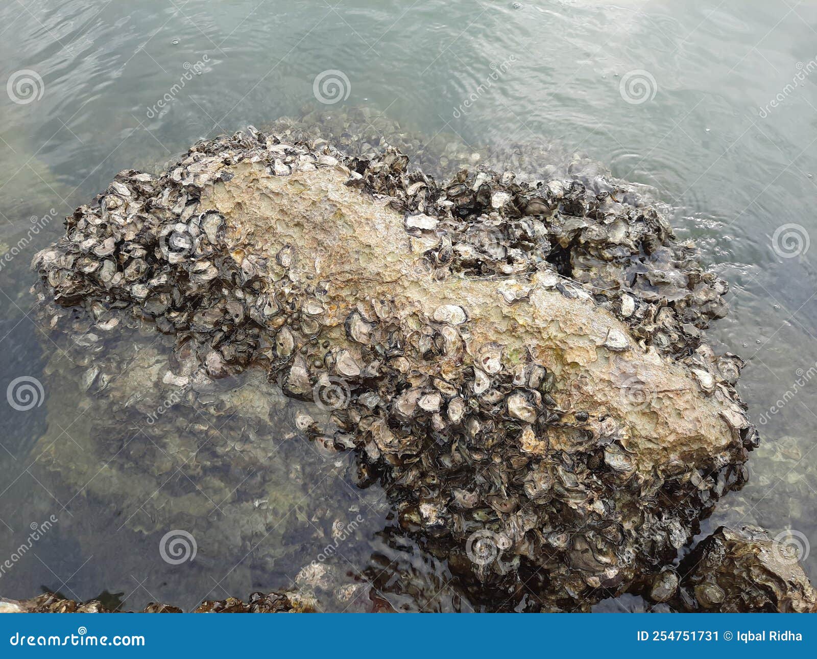 A Collection of Oyster Shells on the Edge of a River Estuary Stock ...