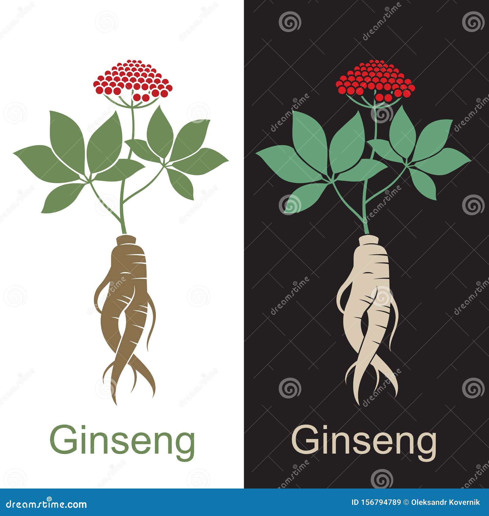 Ginseng root set stock vector. Illustration of branch - 156794789