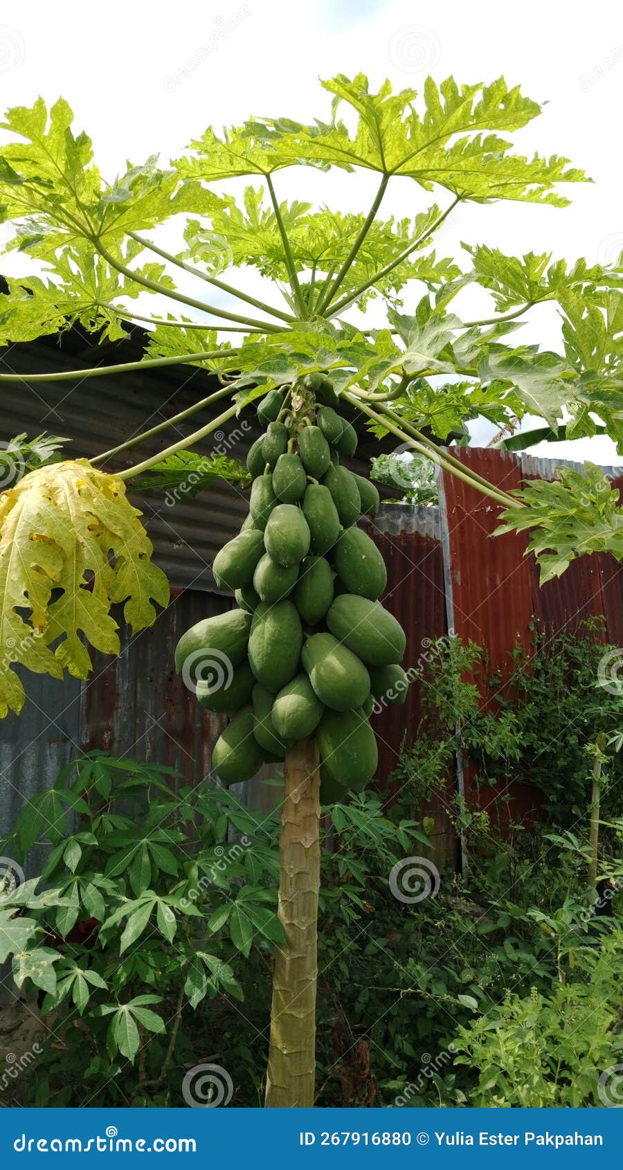 A Collection of Papayas Waiting To Ripen on a Tree Stock Photo - Image ...