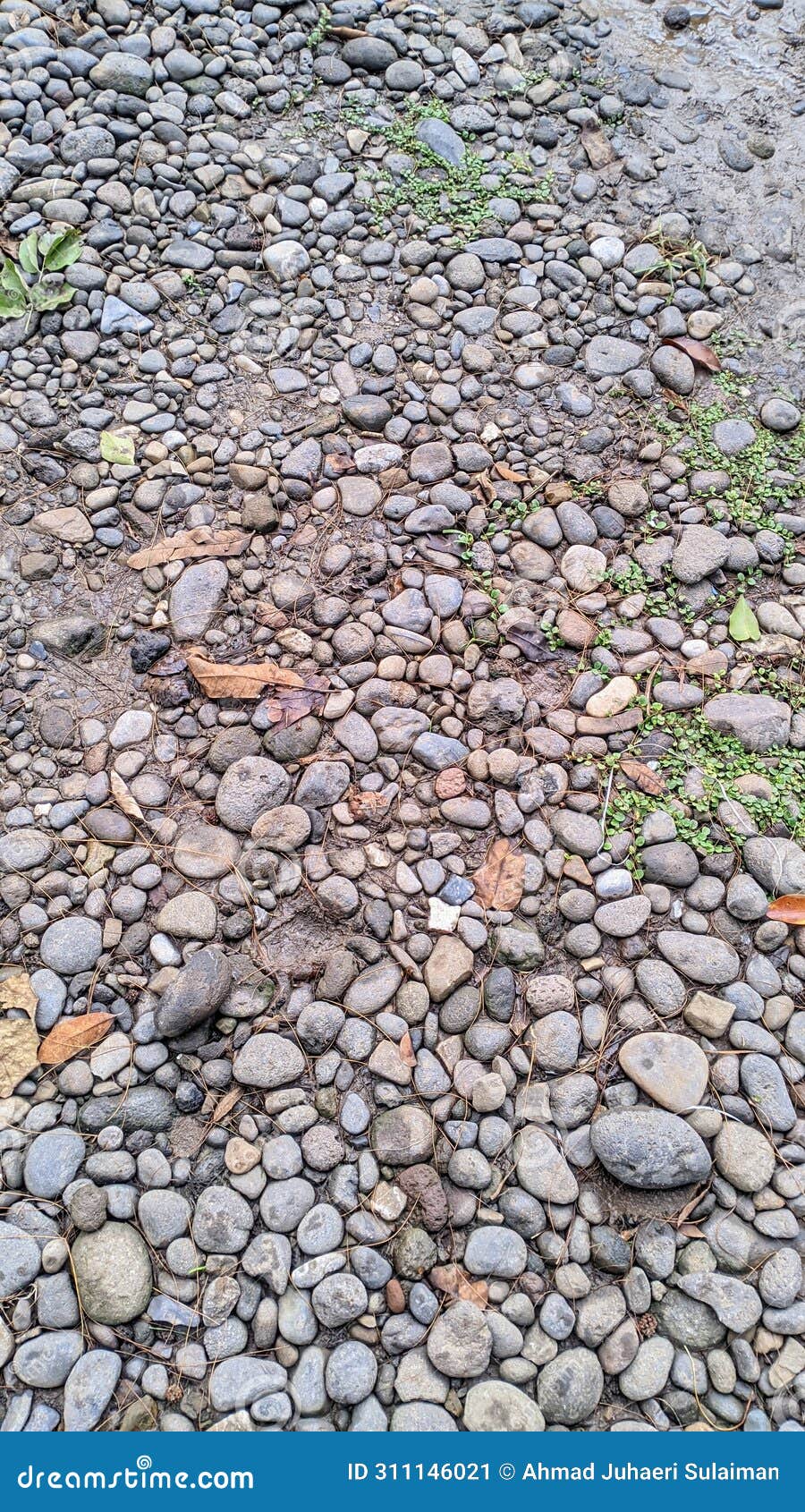 A Collection of Pebbles Covering the Ground Stock Image - Image of pebbles, ground: 311146021