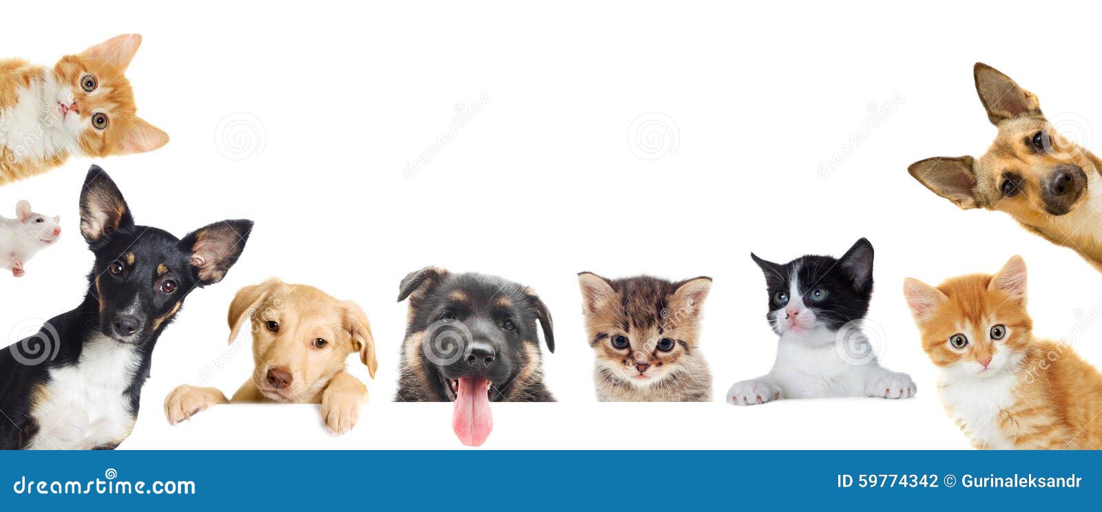 Collection of pet stock photo. Image of playful, color - 59774342