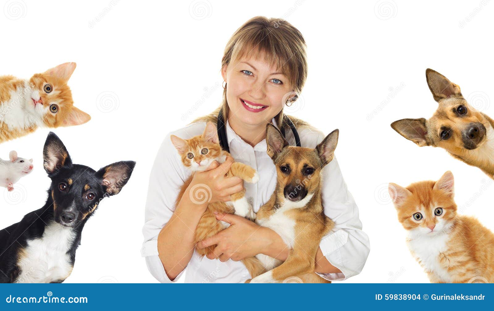 Collection pets stock photo. Image of dogs, cute, kitten - 59838904