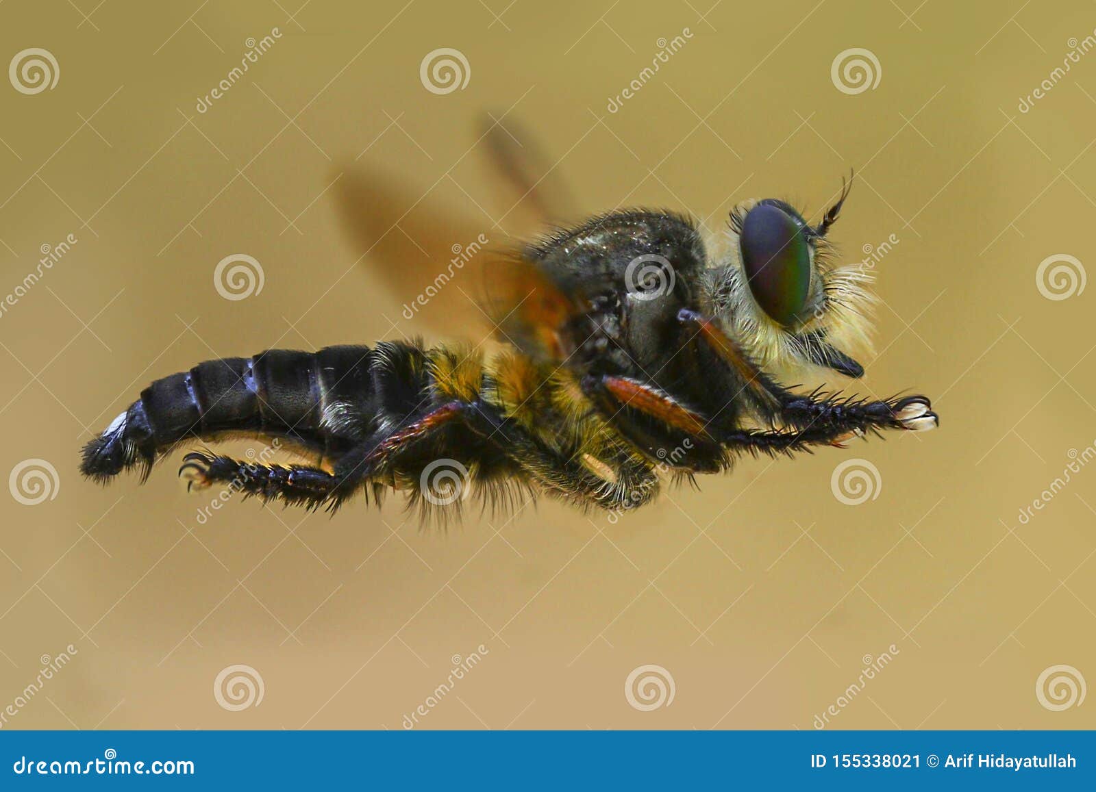 Close Up of Robber Fly Flying Stock Image - Image of close, bokeh ...