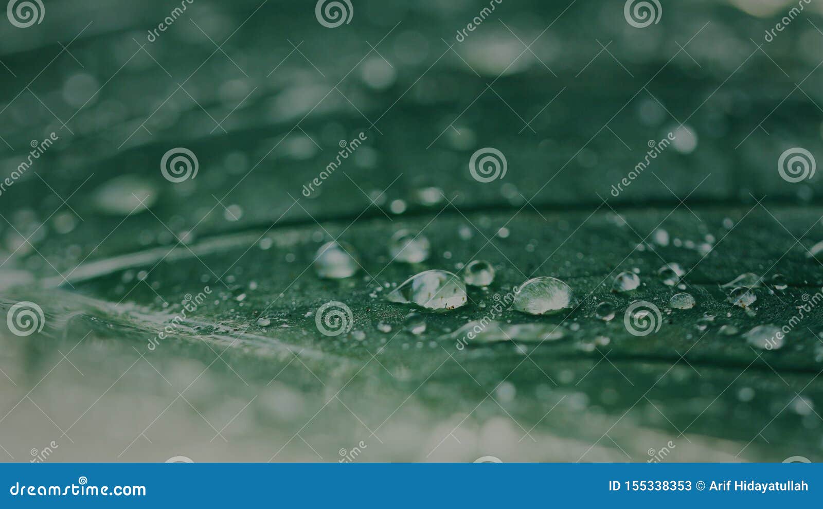 Dew on the Leaf. Nature Wallpaper Stock Image - Image of floral, garden ...