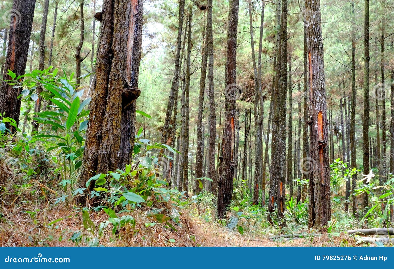 Collection of pine trees stock photo. Image of collection - 79825276