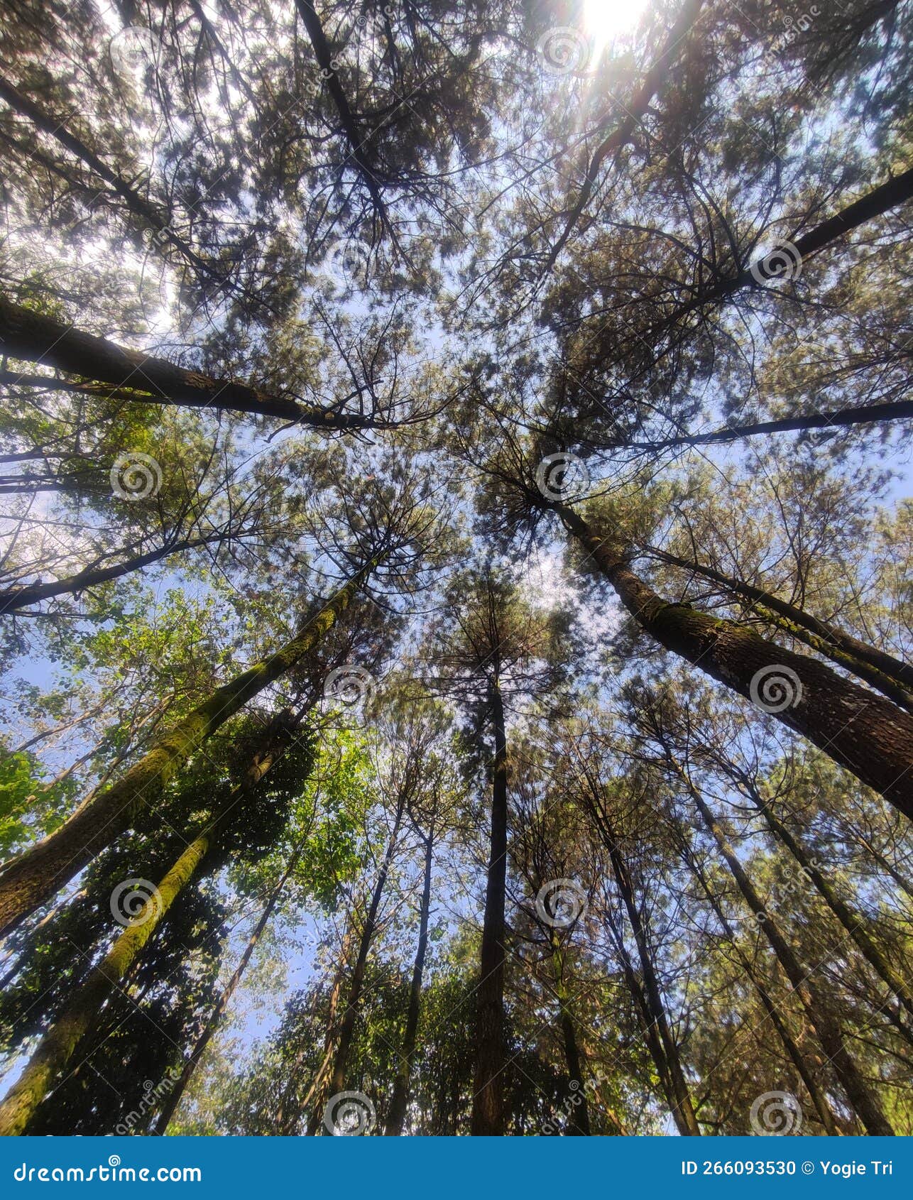 A Collection of Pine Trees Soaring High into the Sky. Stock Photo ...