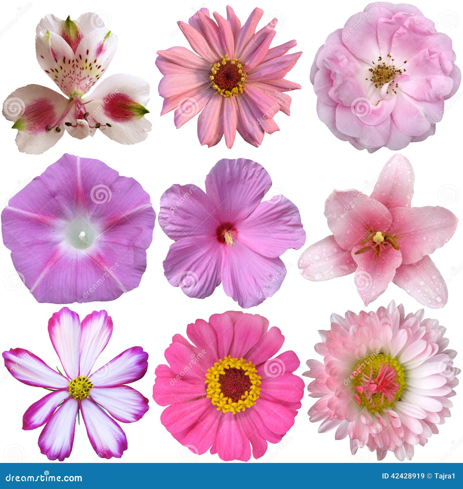 Collection of pink flowers stock image. Image of decoration - 42428919