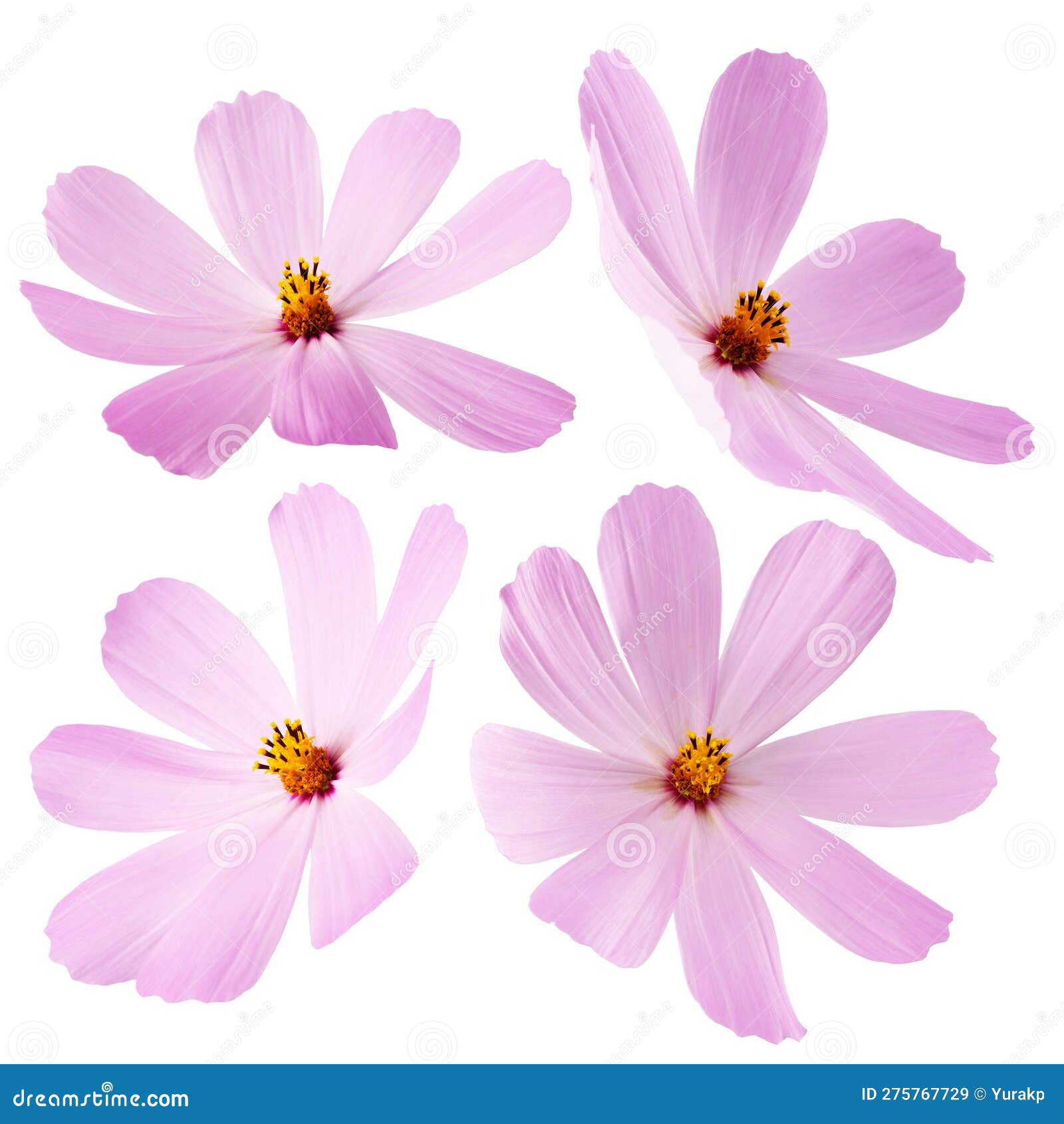 Collection of Pink Flowers Isolated on a White Background Stock Image ...