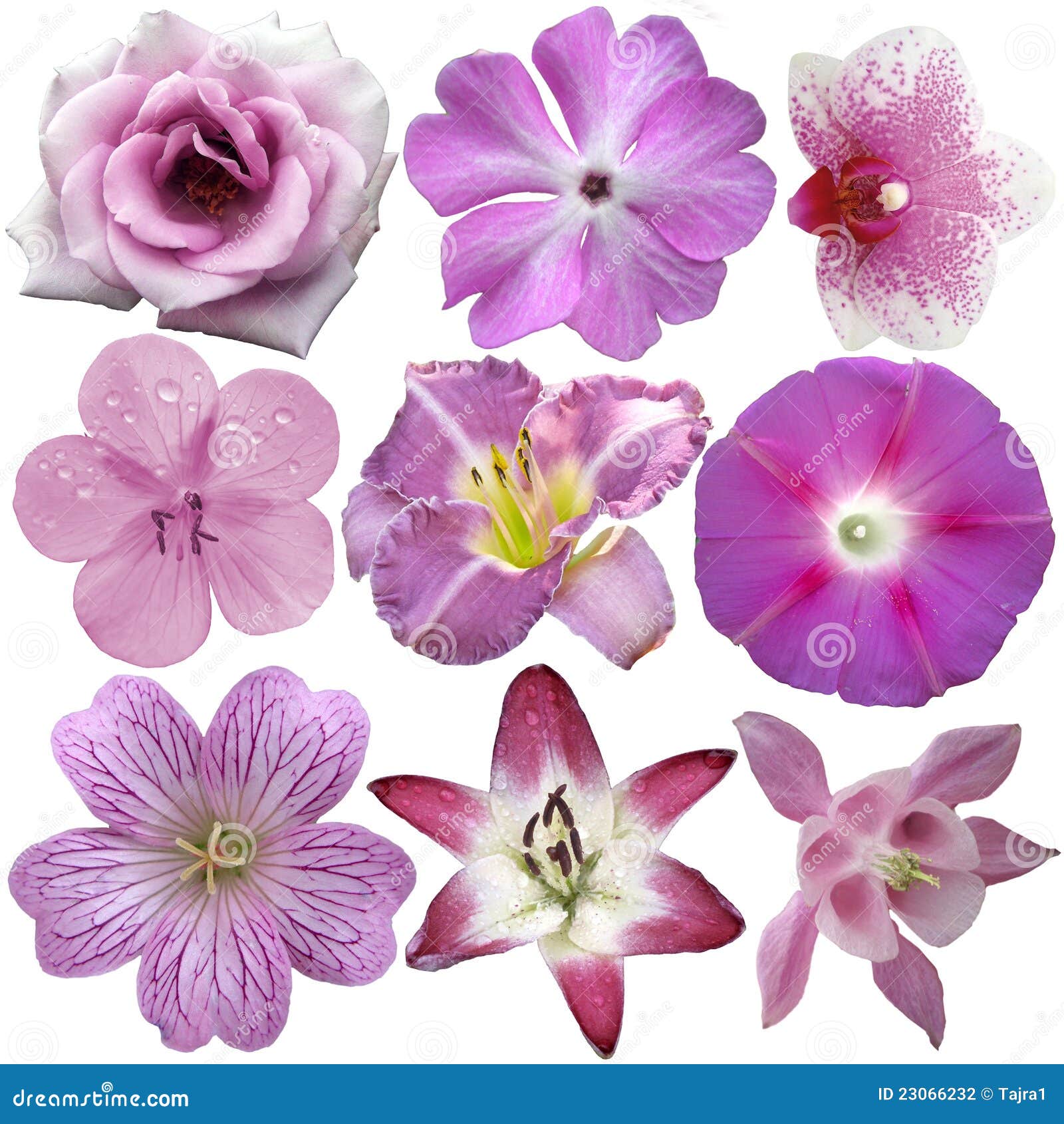 Collection of Pink and Purple Flowers Stock Photo - Image of color ...