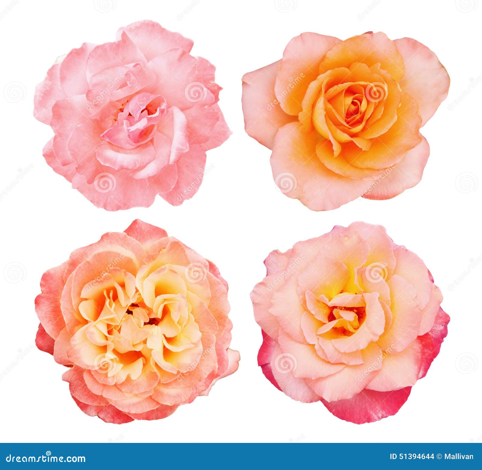 Collection pink roses stock photo. Image of people, pink - 51394644