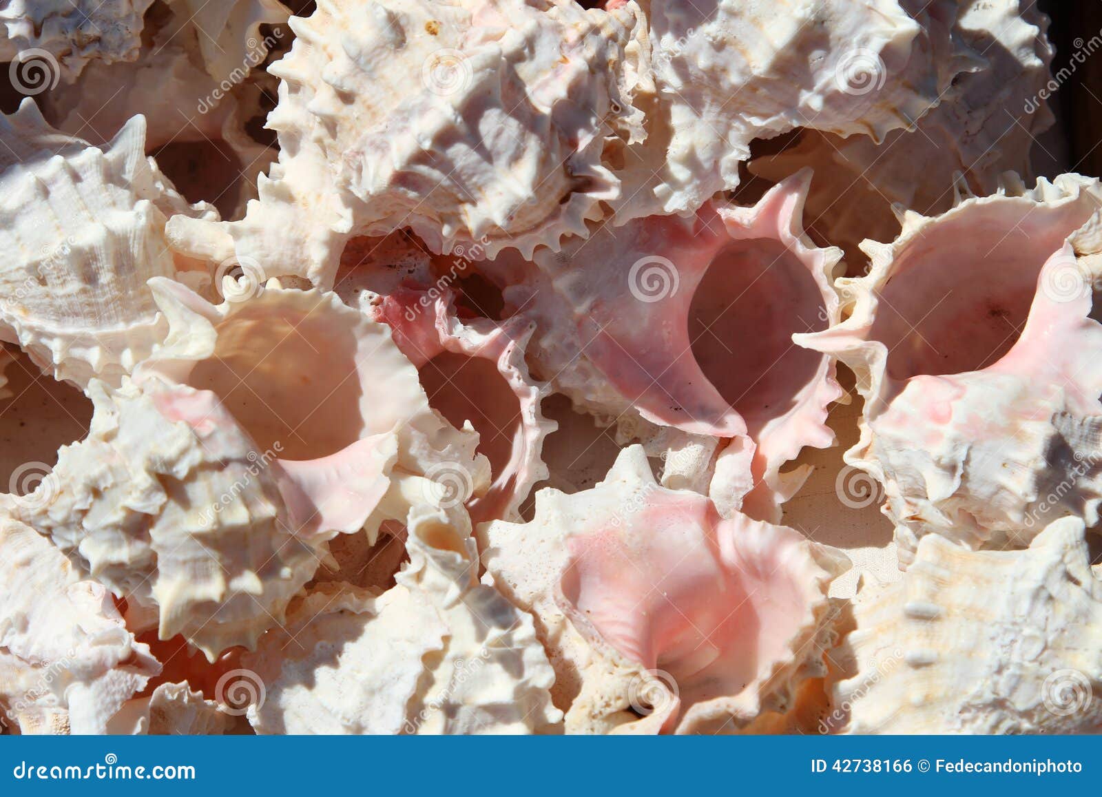 Collection of Pink Sea Shells Collected in the Ocean for Collect Stock ...