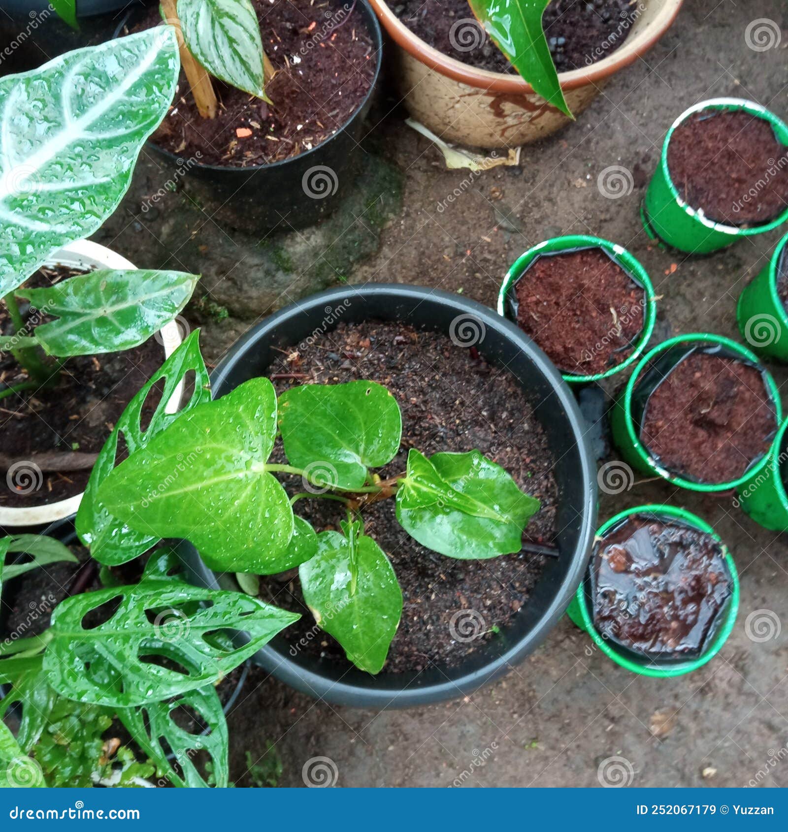 Collection of Plants in Pots after the Rain Stock Image - Image of home ...
