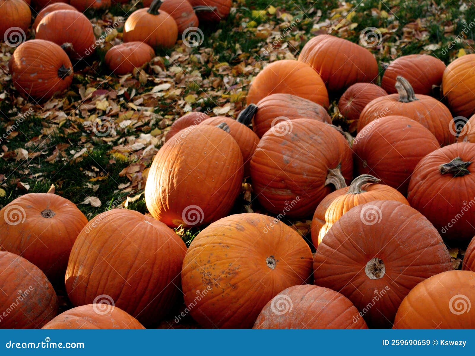Large Group of Pumpkins at a Denver Patch Stock Image - Image of nature ...