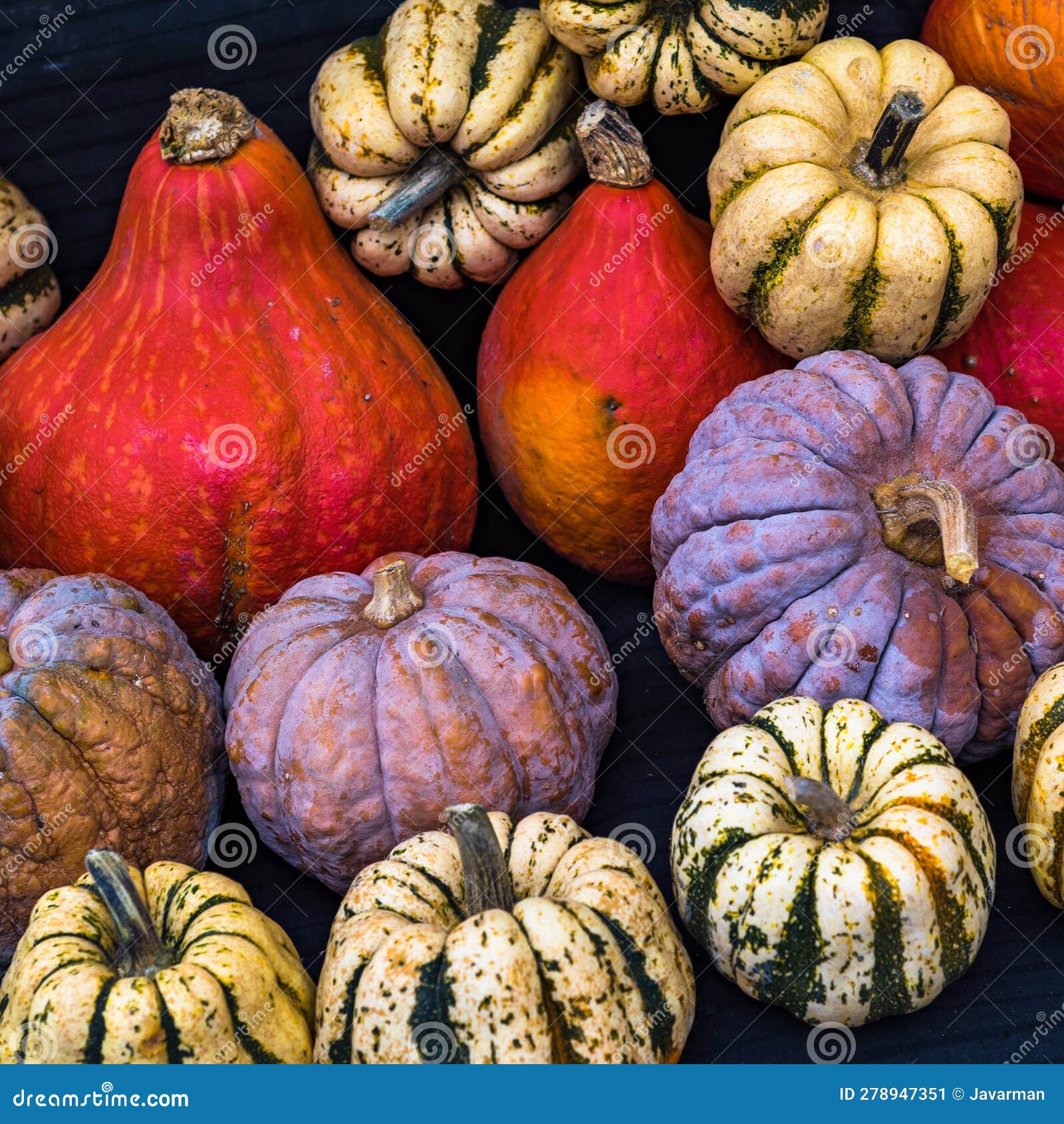 Collection of Pumpkins at a Farmers Market Stock Image - Image of ...
