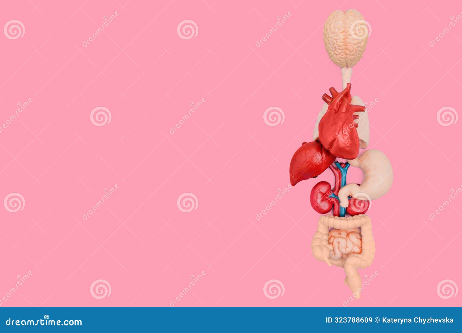 Set of Internal Organs Models Arranged Anatomically Correct Stock Image ...