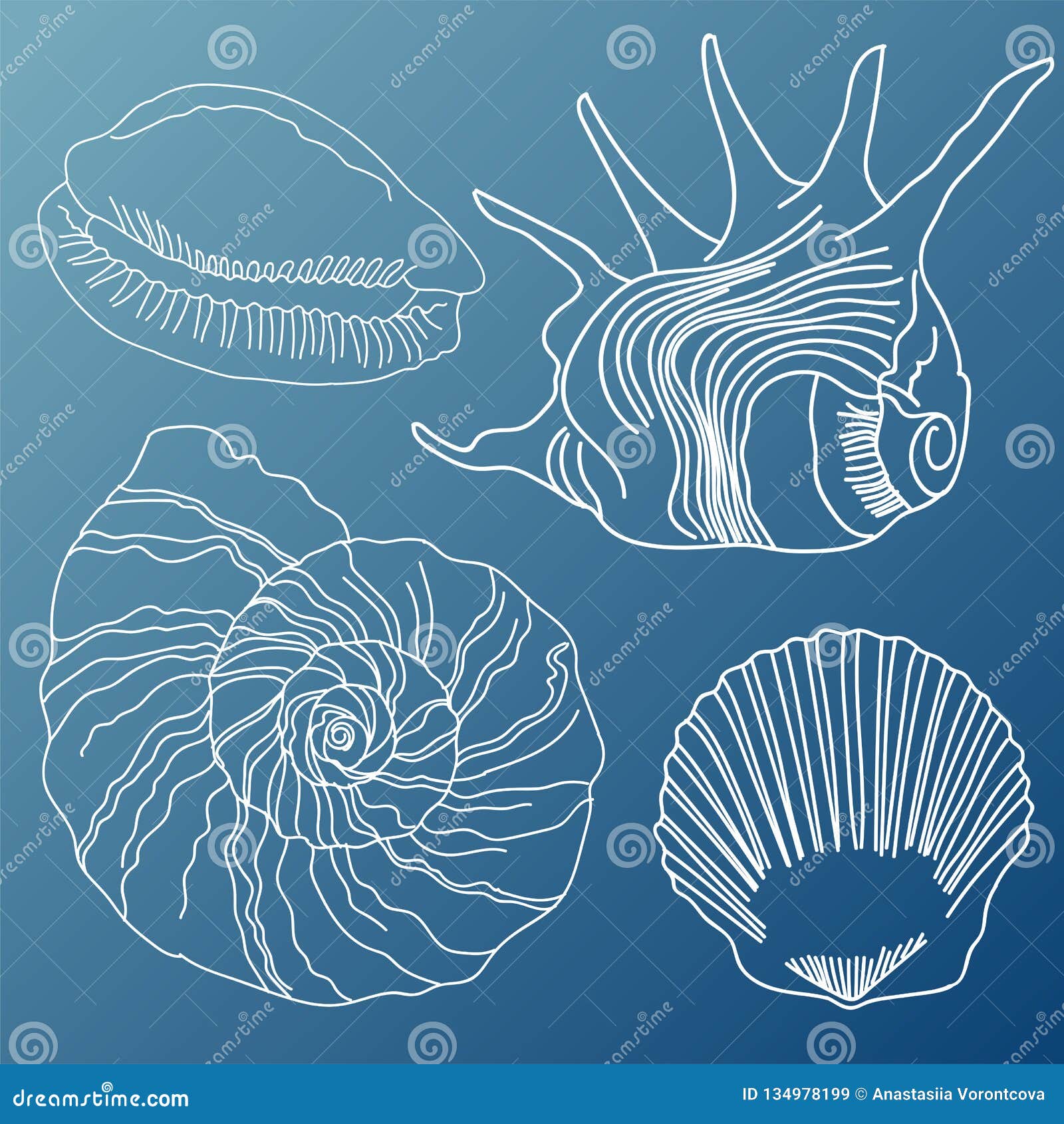 Seashells vector set stock vector. Illustration of decoration - 134978199