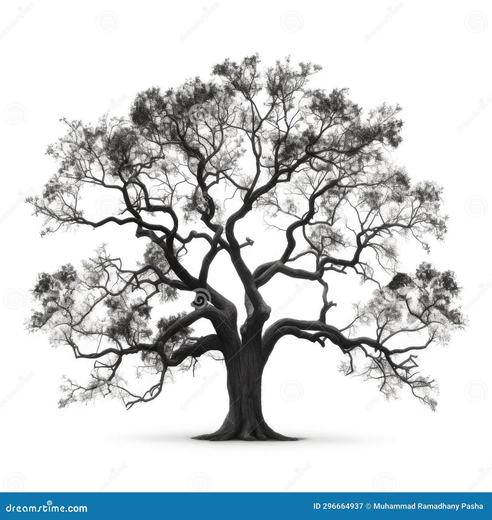 Collection Realistic Trees Isolated on White Background Stock ...